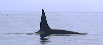 Alaska Halibut Fishing Anchor Point & Homer | Good Time Charters